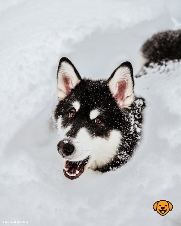 Dog Breed - alaskan-malamute