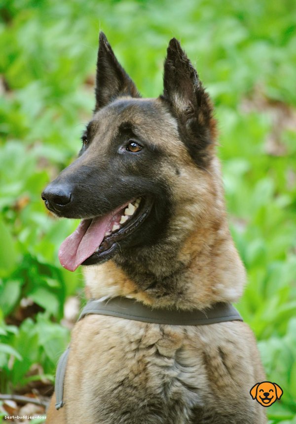 Dog Breed - belgian-malinois