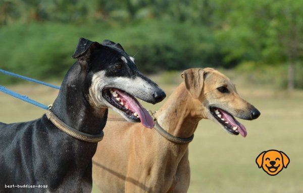 Dog Breed - kanni
