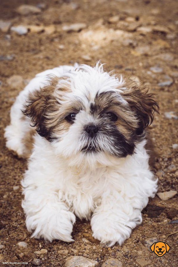 Dog Breed - shih-tzu